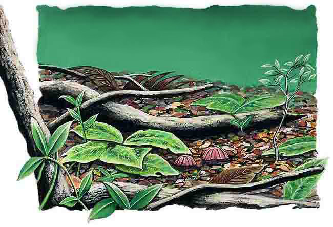 Suelo De Selva Tropical Vegetación Del Suelo Del Bosque De La Selva