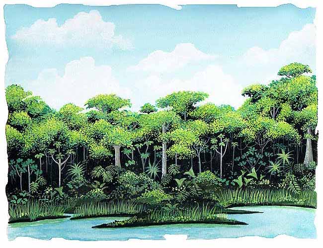 Plantas De La Selva Tropical Y Sus Nombres Una Colección Realista De