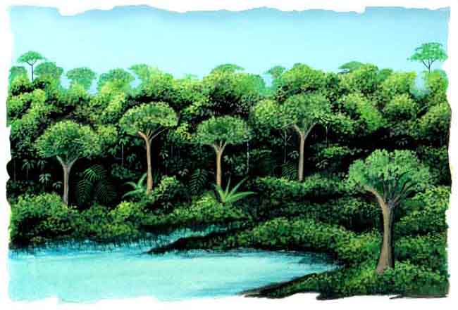 Plantas Y árboles De La Selva